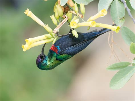 Arabian Sunbird Birdforum