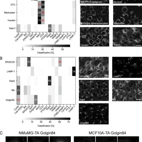 Visualization Of Learned Features Umap Visualization Of The Features Download Scientific