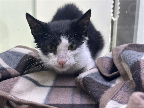 코리안숏헤어 나비 오드아이랙돌분양사이트 오드아이브리티쉬숏헤어분양사이트 오드아이스코티쉬폴드분양사이트 오드아이러시안블루분양사이트 오드아이고양이분양사이트 털빠짐없는비숑프리제분양