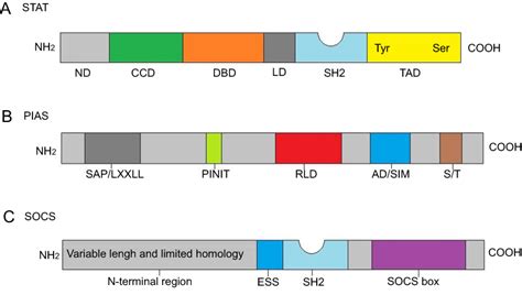Negative Regulators Of Stat3 Signaling Pathway In Cancers Cmar