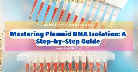 Mastering Plasmid Dna Isolation A Step By Step Guide Heredity Bioscience