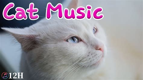 고양이를 진정시키는 최고의 음악 편안한 고양이 음악 고양이가 좋아하는 음악 고양이 스트레스 해소 음악 12시간 Youtube
