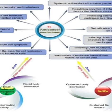 Schematic Diagram Outlining The Principal Effects Of Selenium On The Download Scientific
