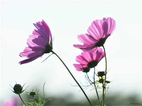 コスモス 秋桜 の花言葉花の種類や時期見頃の季節は HORTI ホルティ by GreenSnap