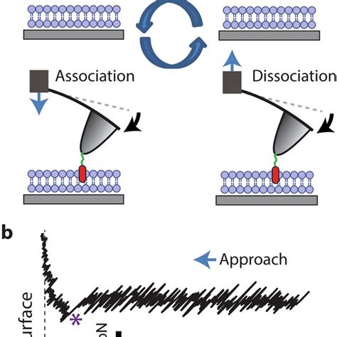 Overview Of Afm Based Force Spectroscopy Experiment A A Functionalized Download Scientific