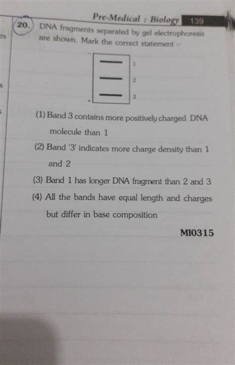 Dna Fragments Separated By Gel Electrophoresis Are Shown Mark The Correc