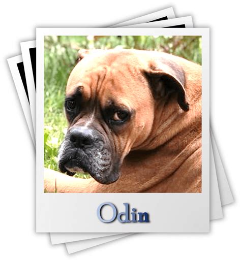 Odin Terre De Boxer