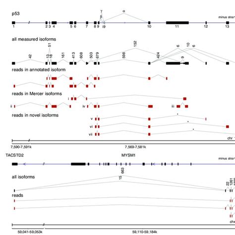 Novel And Known Spliced Transcript Isoforms Identified With Long Download Scientific Diagram