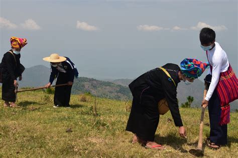 အင်းလေးကန်ရေဝေရေလဲဒေသ တောင်ကတုံးများတွင် သစ်စေ့မြေလုံးများ ဆူးထိုးစိုက်ပျိုး