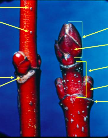 Lab Exam II External Morphology Of A Twig Diagram Quizlet