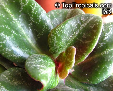 Crassula Streyi Pondoland Crassula