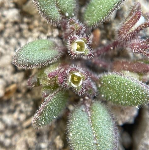 Fourpart Phacelia Photos Page 1