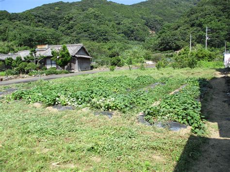 やけに暑い 田舎を楽しむ 石窯 お小屋
