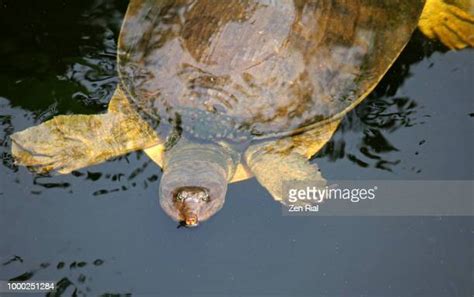 Soft Shell Turtle Photos And Premium High Res Pictures Getty Images