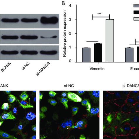 The Effects Of Long Non Coding Rna Differentiation Antagonizing