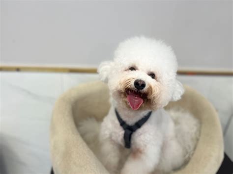 비숑프리제 보름이 노르웨이숲성격 데본렉스성격 뱅갈성격 샴성격 셀커크렉스성격 스핑크스성격 아메리칸숏헤어성격 아메리칸컬성격 아비시니안성격 엑조틱성격 터키시앙고라성격 페르시안성격