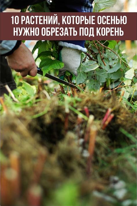 10 растений в саду и цветнике которые осенью нужно обрезать под корень Растения Небольшие