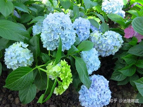 绣球花怎么种植这里全知道 知乎