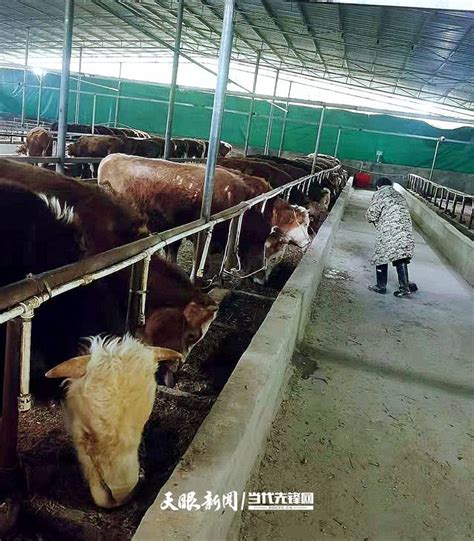 高质量发展蹲点采访贵州沿河90后小伙的新牛事 杨远超 父亲 村里