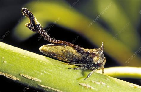 Treehopper Stock Image C0068093 Science Photo Library