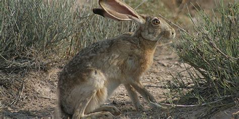 Giant Jack Rabbits