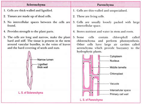 Tissues Class 9 Extra Questions Science Chapter 6 Onlinelearning Blog