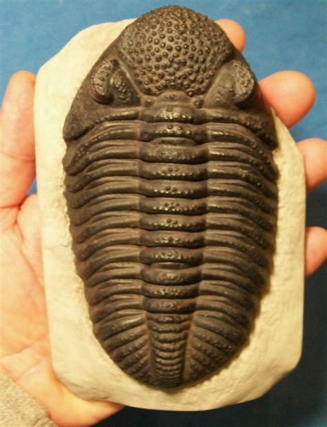Examples Of Cast And Mold Fossils At Robert Bence Blog