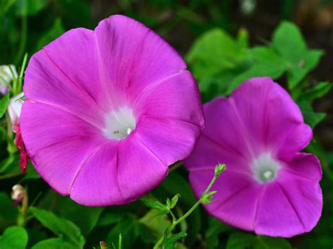 夏の朝の花朝顔はどうして秋の季語なの2023年8月8日BIGLOBEニュース