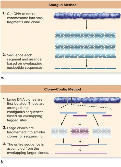 Comparison Of Sequencing And Genome Assembly Methods‼️ A In The Shotgun Method The Entire