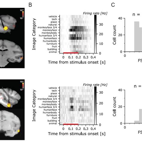 Fourier Analysis Of The Color Responses Of Face Selective Cells In