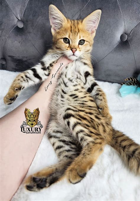 Savannah Cat Vs Servals Understanding The Difference Between The Two