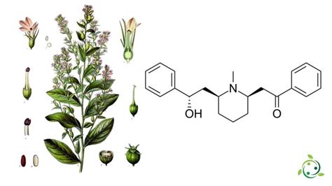 Lobeline Chemical Formula Properties Occurrence In Nature