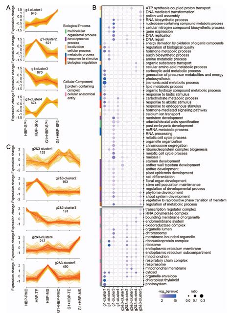Figure 2 From Spatiotemporal Profiles Of Gene Activity In Stamen Delineate Nucleo Cytoplasmic