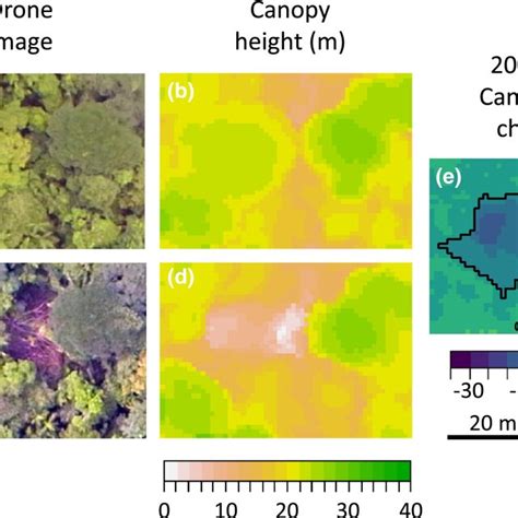 example drone images a c canopy height models b d and canopy