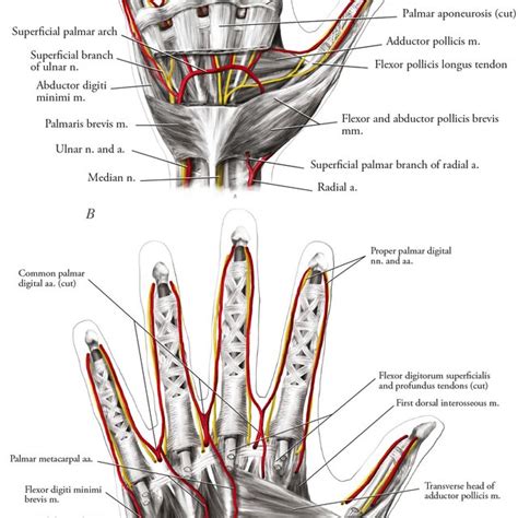 Major Structures Of The Adult Palm Right Side A Superficial