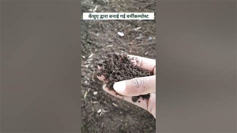 Made Good Quality Of Vermicompost By Earthworm 🪱 Vermicompost Earthworm Vermicomposting Youtube Made Good Quality Of Vermicompost By Earthworm 🪱 Vermicompost Earthworm Vermicomposting Youtube