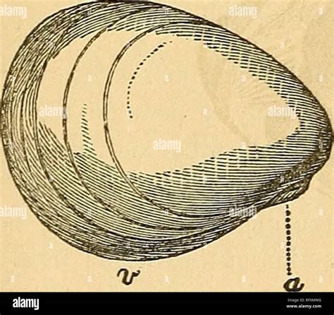 Sigmoid Curve Hi Res Stock Photography And Images Alamy