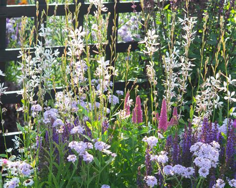 Veronica Lonolia First Love Garden Speedwell — Buy Online At Farmer Gracy Uk