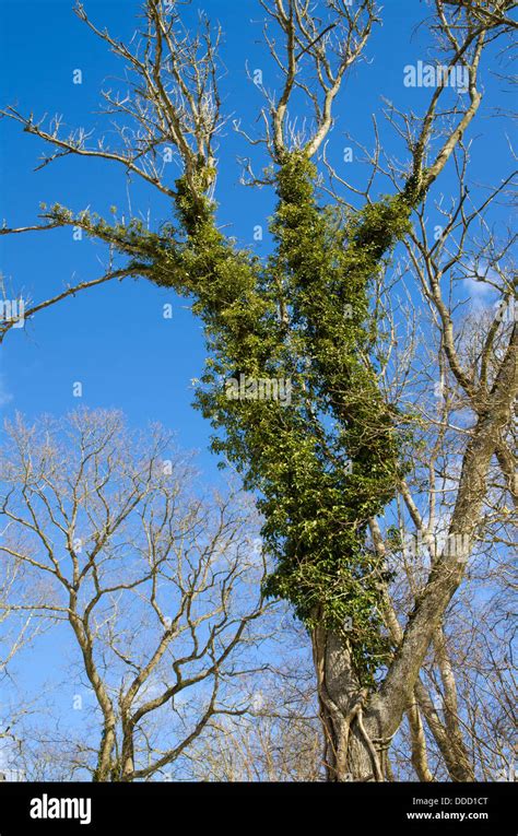 Twisted Tree Trunk Stock Photos Twisted Tree Trunk Stock Images Alamy