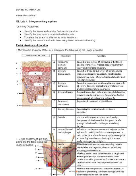 Week 4 Integumentary System Lab Name Dhruvi Patel OL Lab 4 Integumentary System Learning