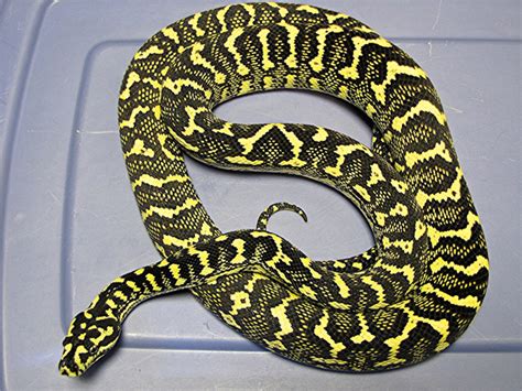 Carpet Python Breeding Season Essential Guide