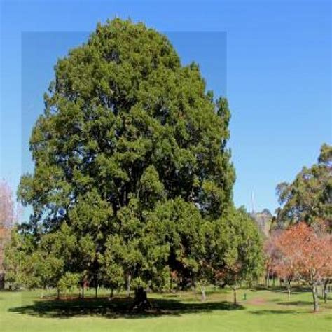 Tree Detection Model Object Detection Dataset V2 2023 08 26 5 47pm