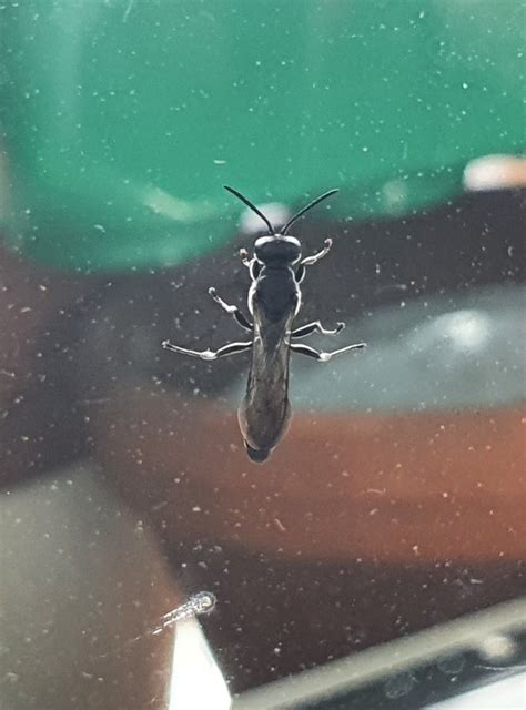 Trypoxylon In June 2022 By C S · Inaturalist