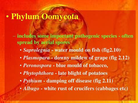 Phylum Oomycota Saprolegnia