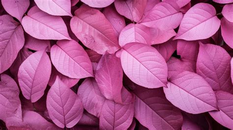 자연의 기쁨 핑크 나뭇잎 질감 배경 및 배경 화면 고립 된 꽃 예쁜 정원 봄 자연 Png 일러스트 및 이미지 에 대한 무료 다운로드 Pngtree