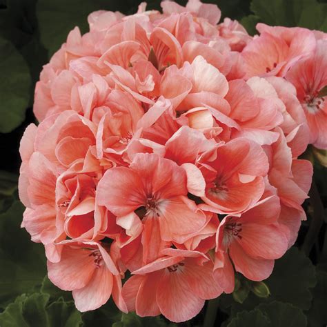 Salmon Geranium Zonal At Douglas Byrd Blog