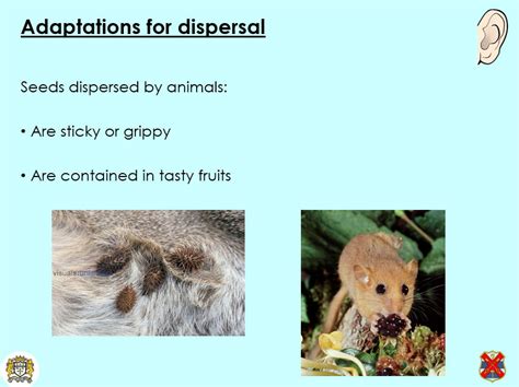 Seed Dispersal Ks3 Activate Reproduction Teaching Resources