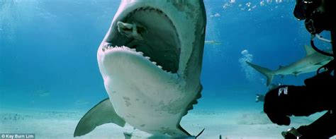 Australian Diver Films Close Encounter With Massive Tiger Sharks