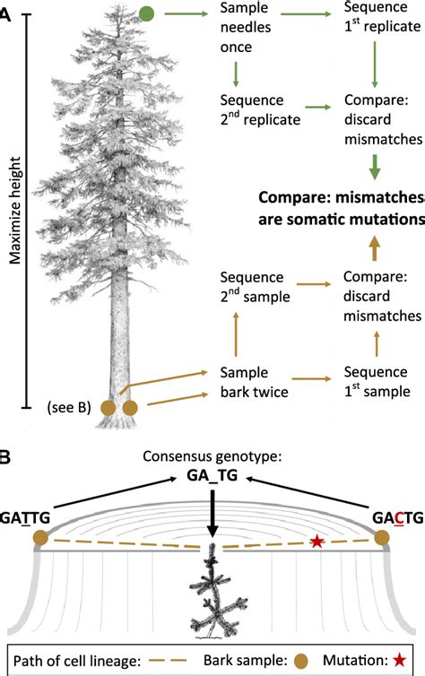 Schematic Diagrams Of A The Protocol For Detecting Somatic Mutations Download Scientific