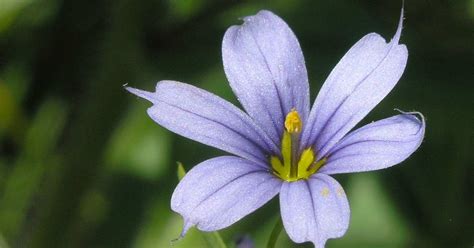 Nature In The Ozarks Blue Eyed Grass Sisyrinchium Angustifolium